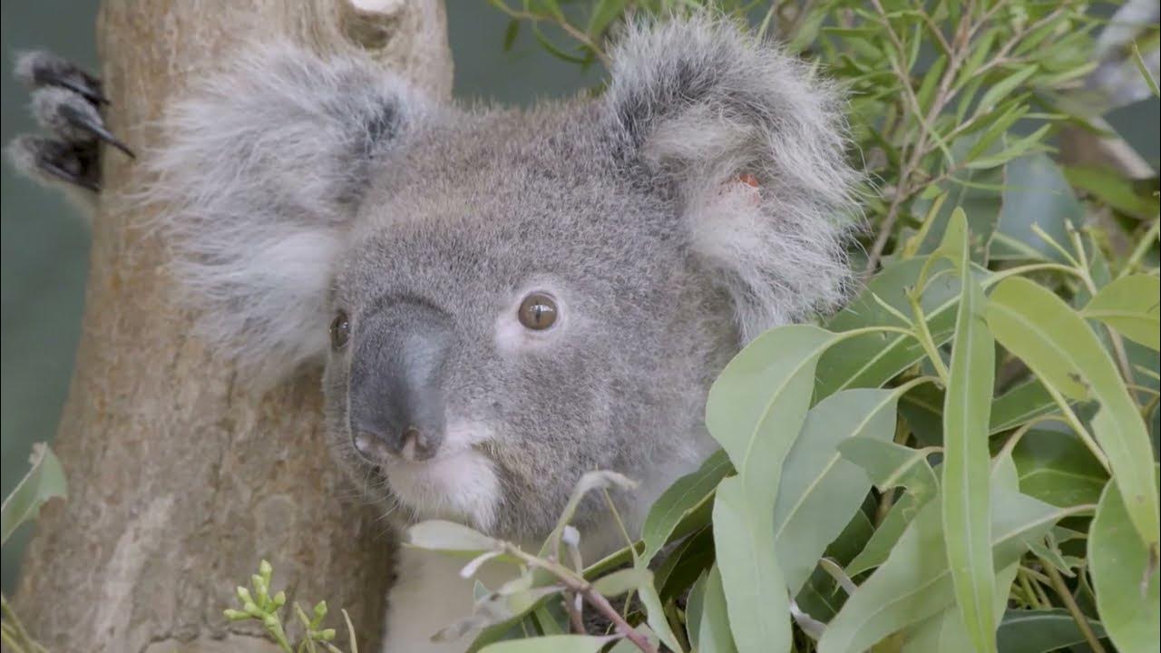 Koala Detectives - a Research and Education Story. - YouTube