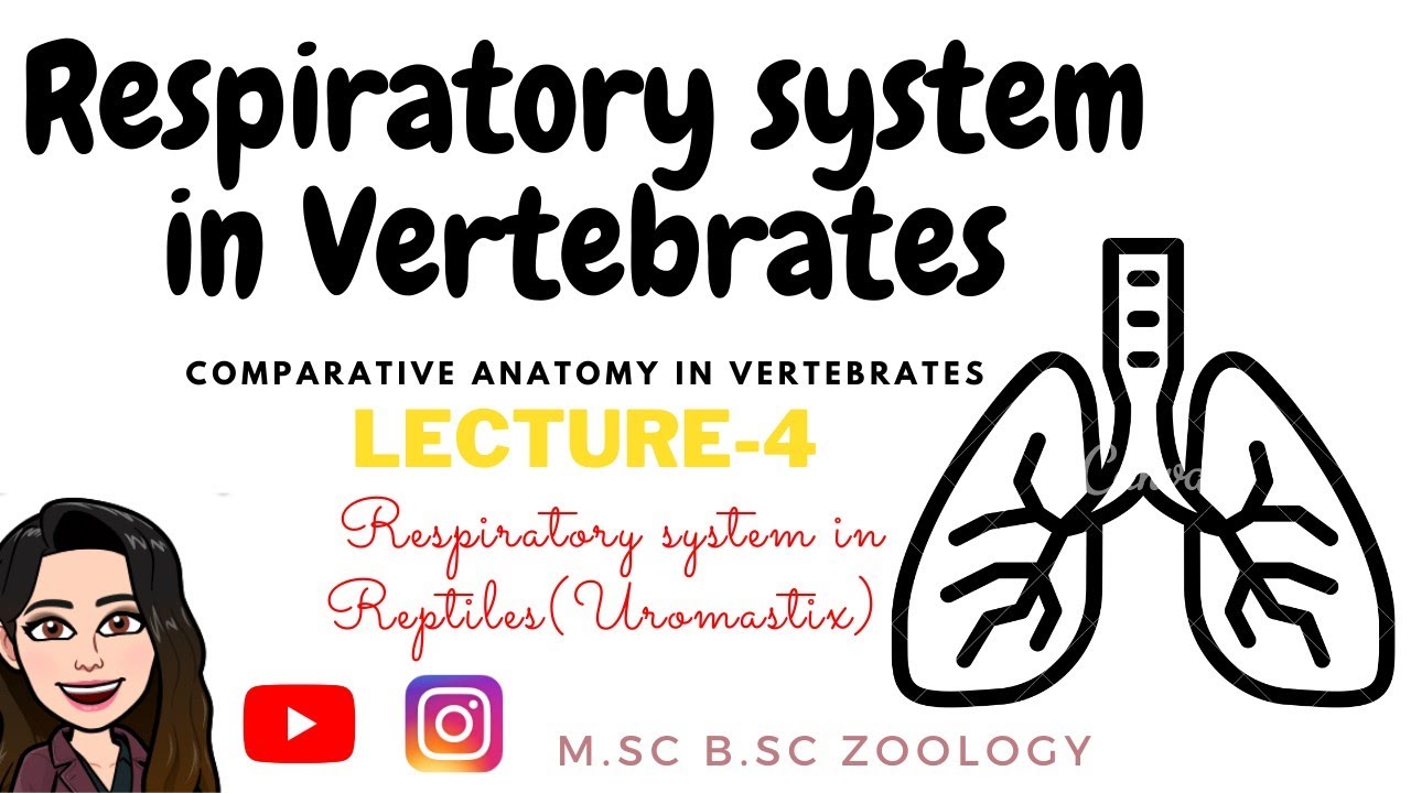 L-4 Respiratory system in Reptiles (Uromastix)-Comparative Anatomy ...