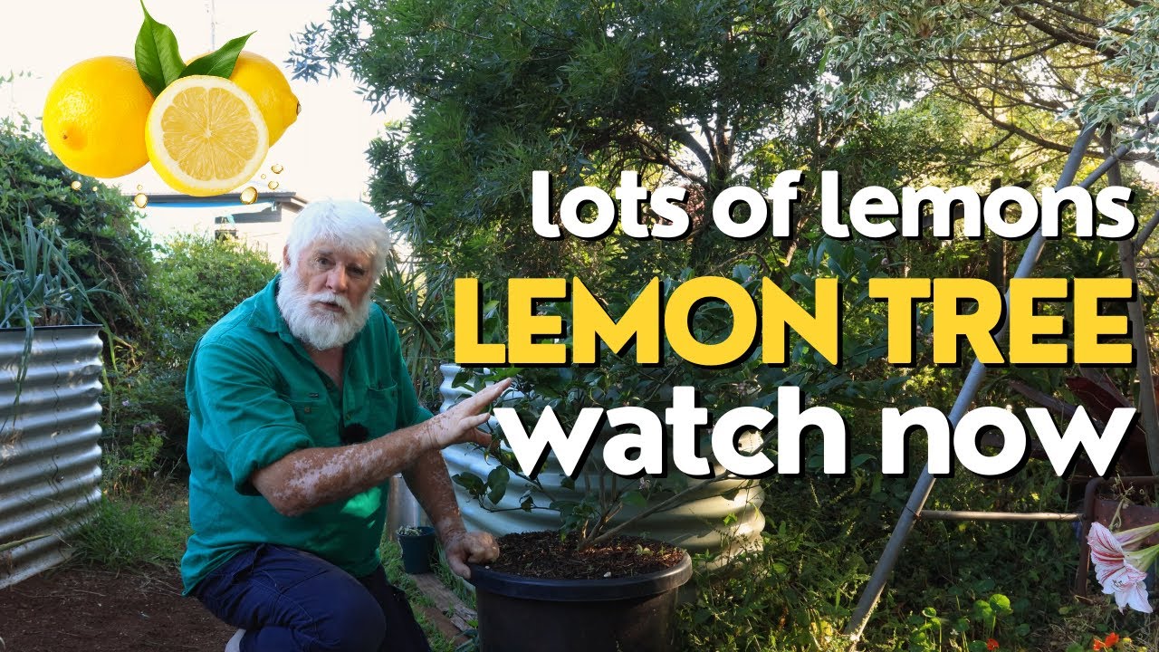 Lots of Lemons, dwarf Meyer Lemon Tree, update. - YouTube