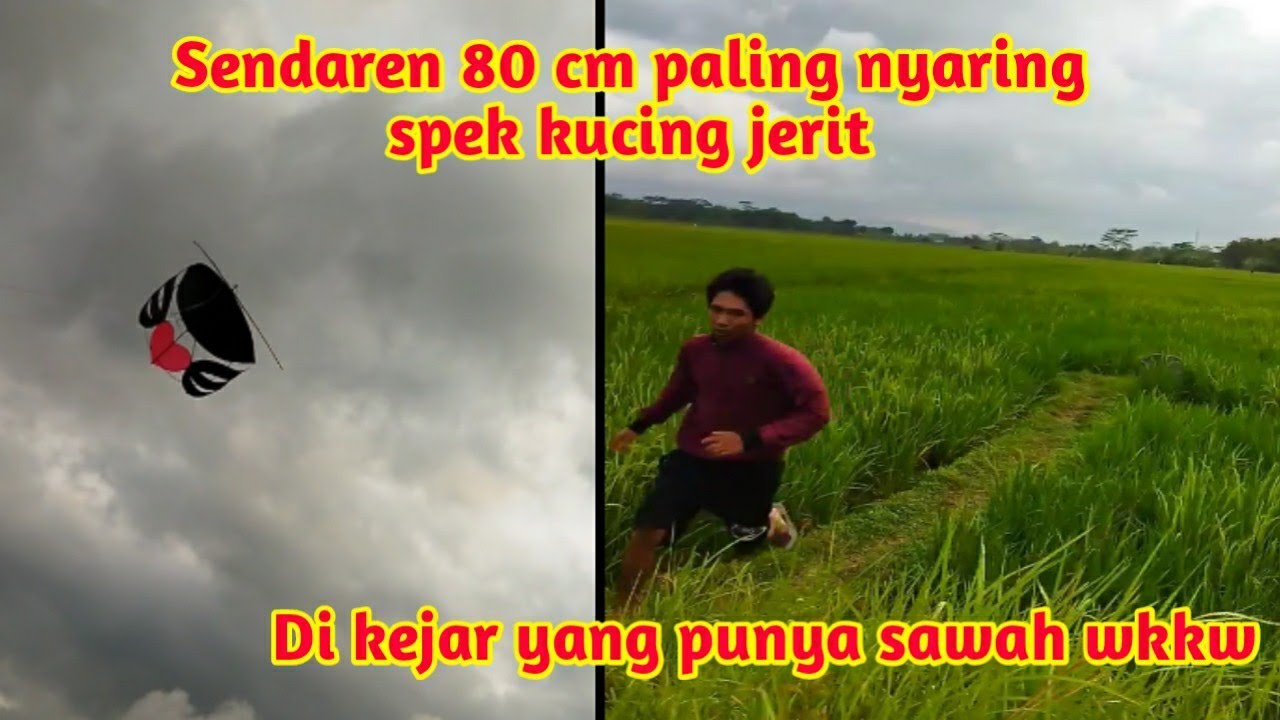 sendaren 80cm spek kucing jerit - ini sih sendaren paling nyaring gak ...