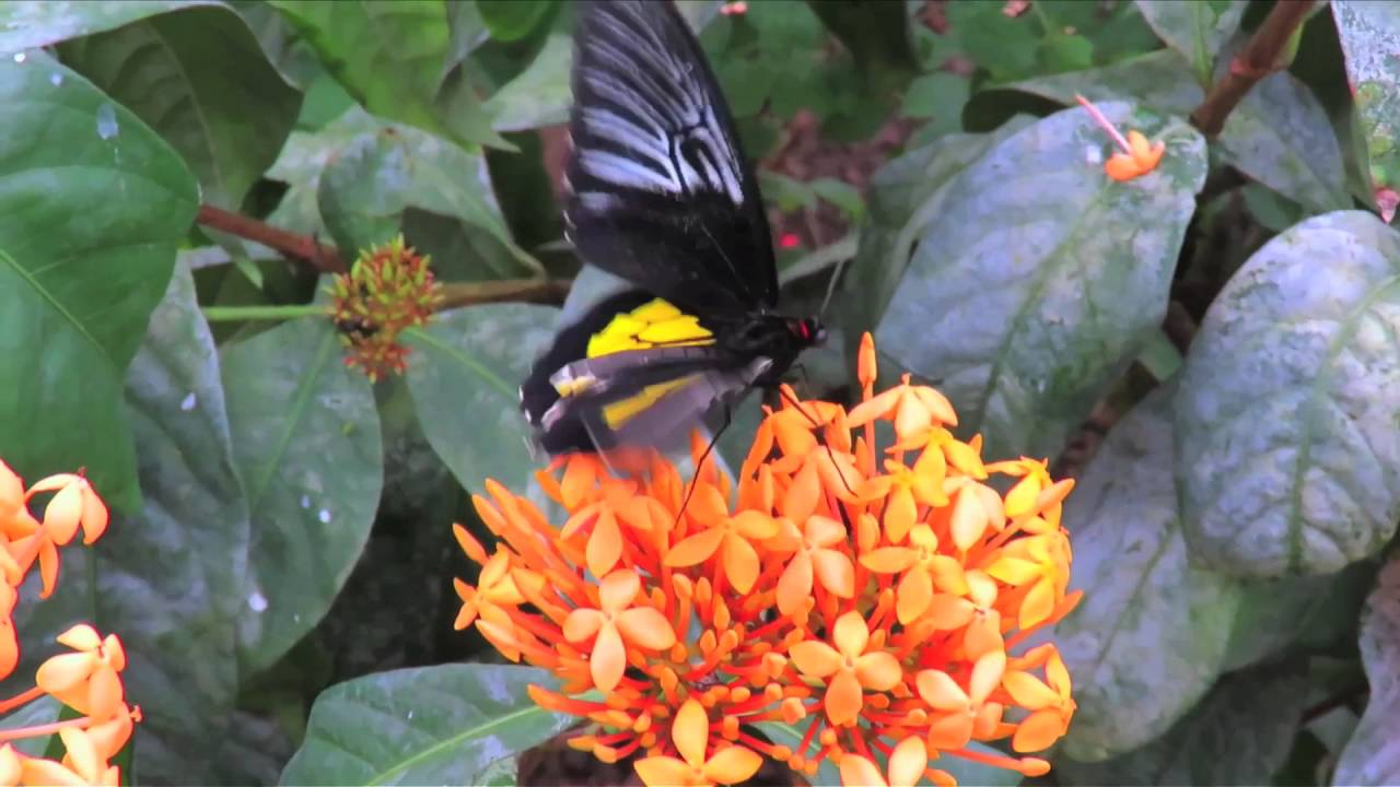 Butterfly Pavilion Denver, Colorado - YouTube