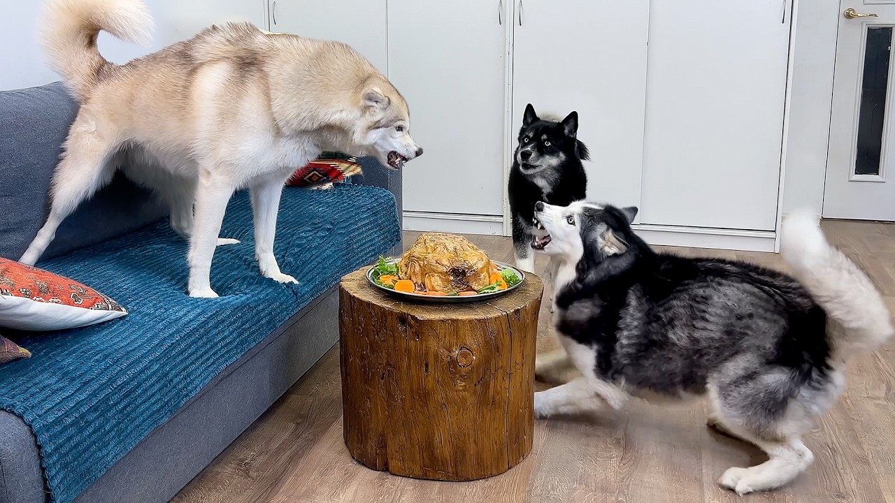 What Happens When Three Huskies Are Left Alone With a Baked Chicken ...