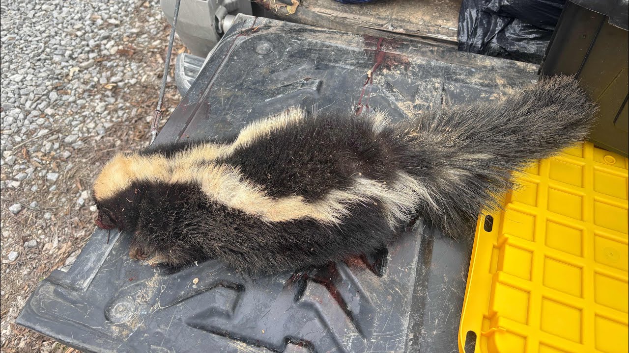Trap check day 13,14. Not Skunked Because of a Skunk!! ( Skunk Catch ...