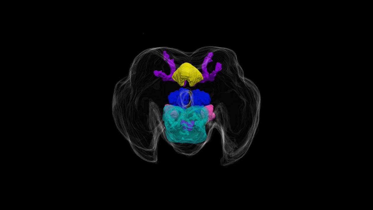 Neural Atlas of Female Mosquito - YouTube