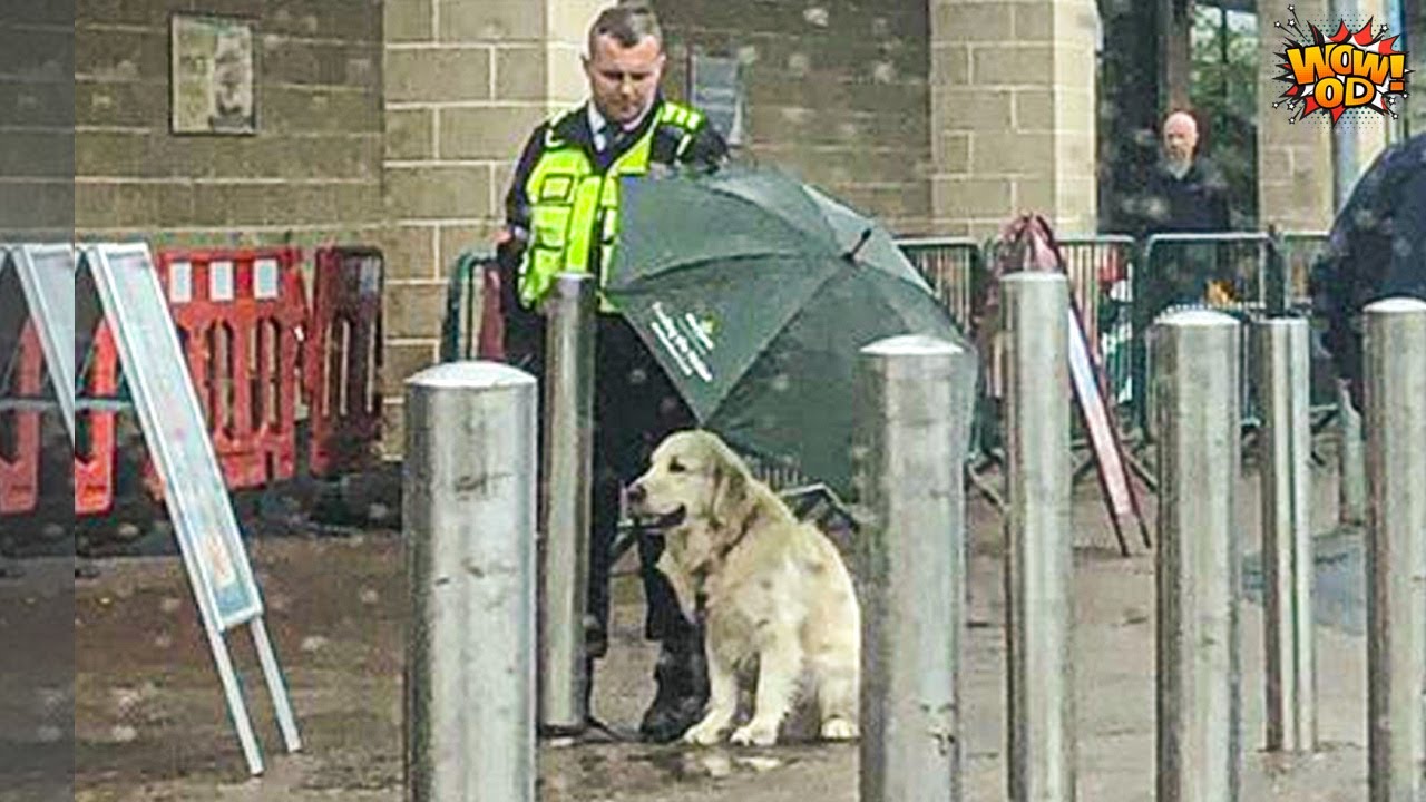 30 Acts Of Kindness Towards Animals That Asked People for Help ! - YouTube