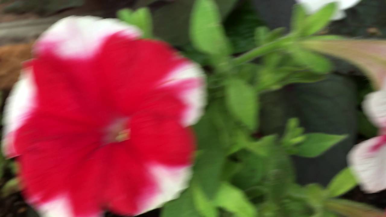 Natalee Young Terkel with Amazing Red Flowers - YouTube