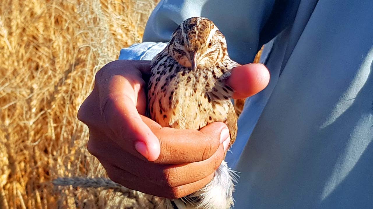 Batair hunting need skill ^^ How to batair hunting || Ep 146 - YouTube