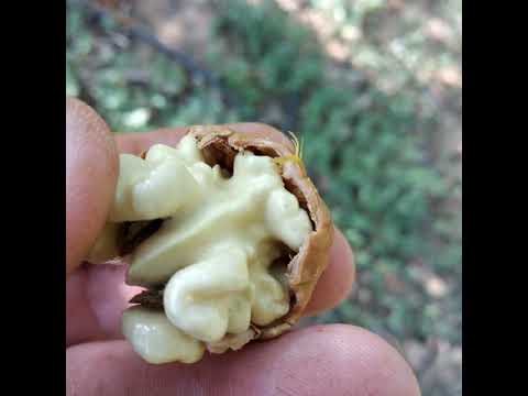 Bu videolar bana çok iyi geliyor.Maziden bir slayt gösterisi daha.