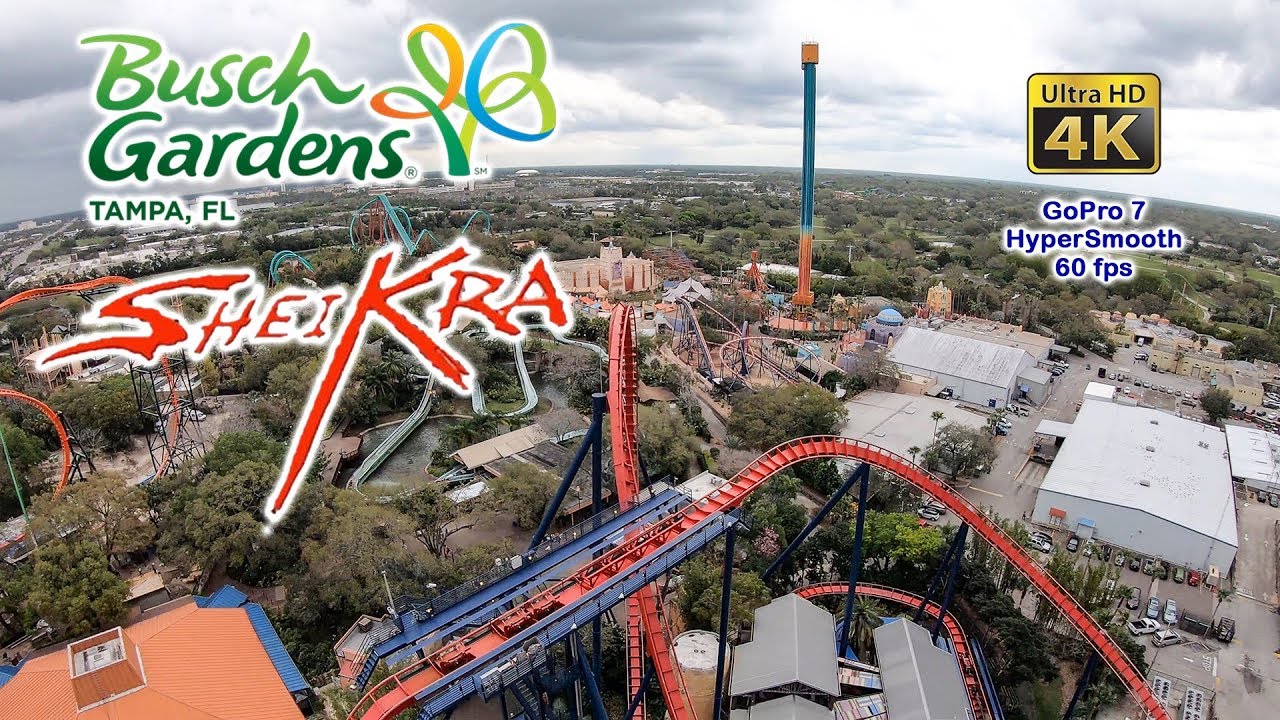 2019 Sheikra Roller Coaster On Ride Ultra HD 4K POV Busch Gardens Tampa ...