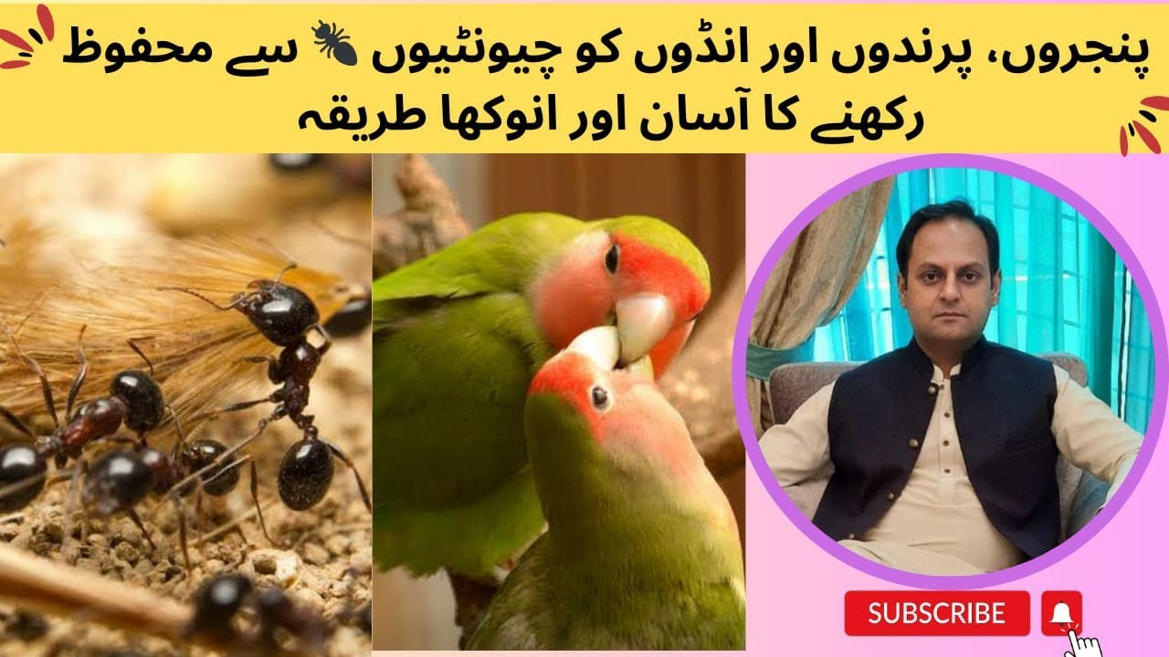 how to solve ant problems in birds cage | ant problem and its solution ...