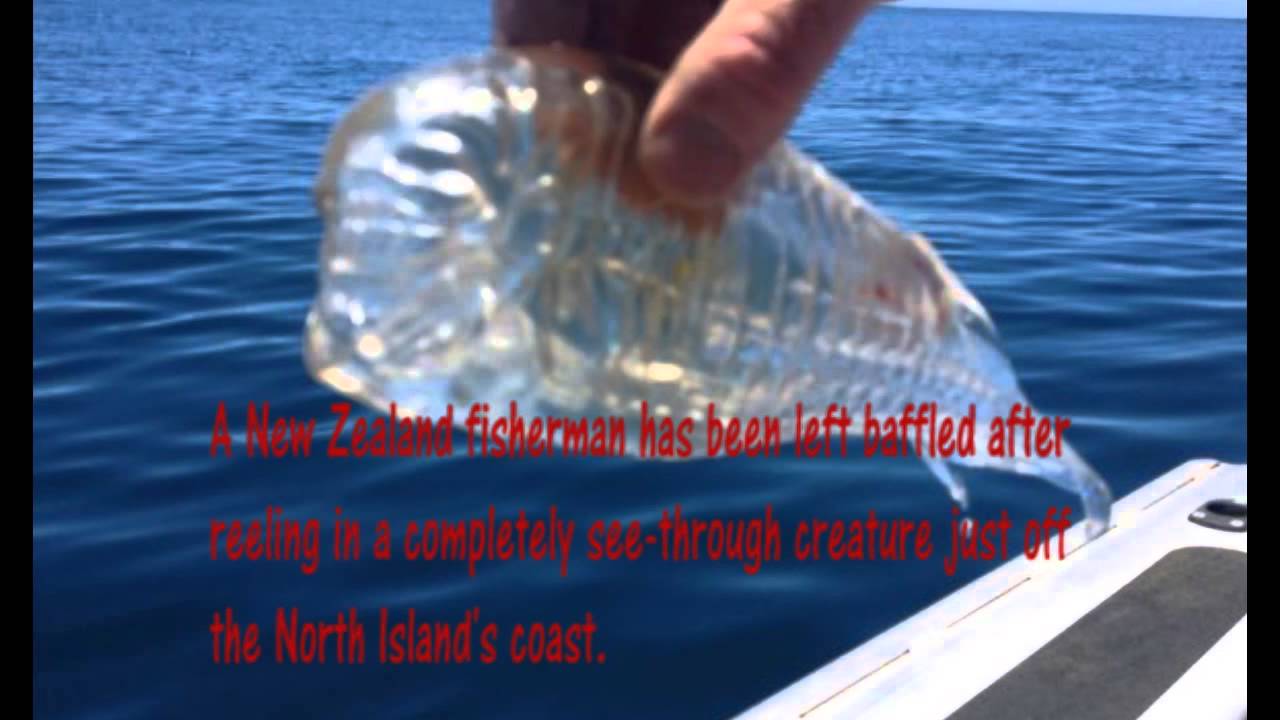 A Bizzare Transparent Fish Caught in New Zealand Seas by a Fisherman ...