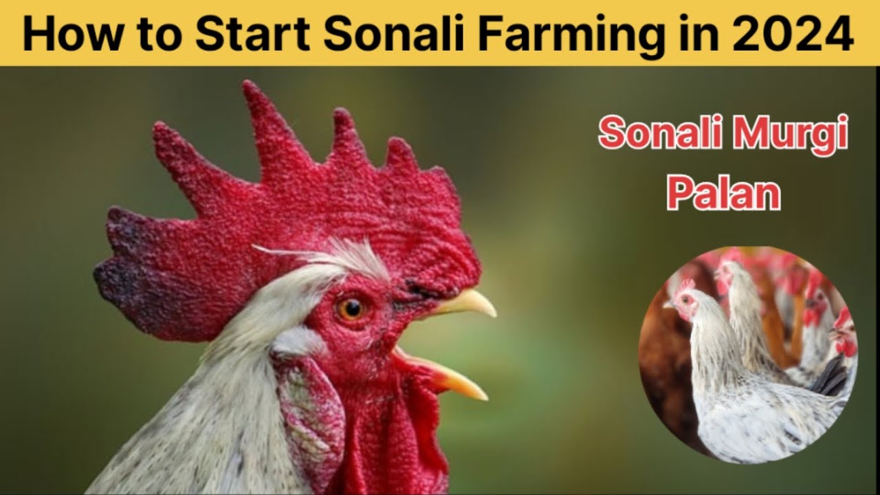 How to Start Sonali Farming in 2024😊 l Sonali Farming🐓 - YouTube