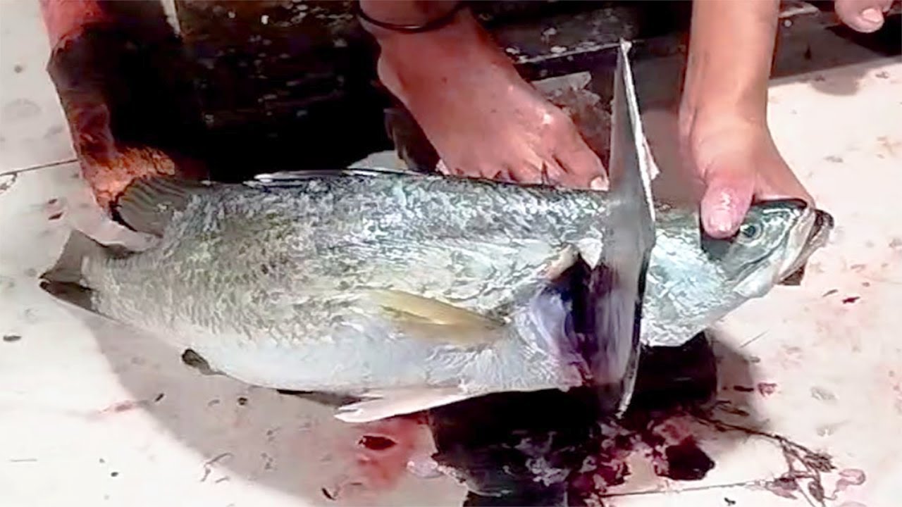 giant kural fish cutting skills live | amazing giant bhetki fish ...