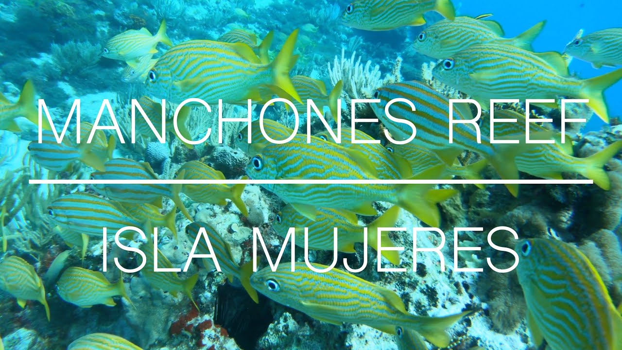 Manchones Reef - Isla Mujeres (4K) - YouTube