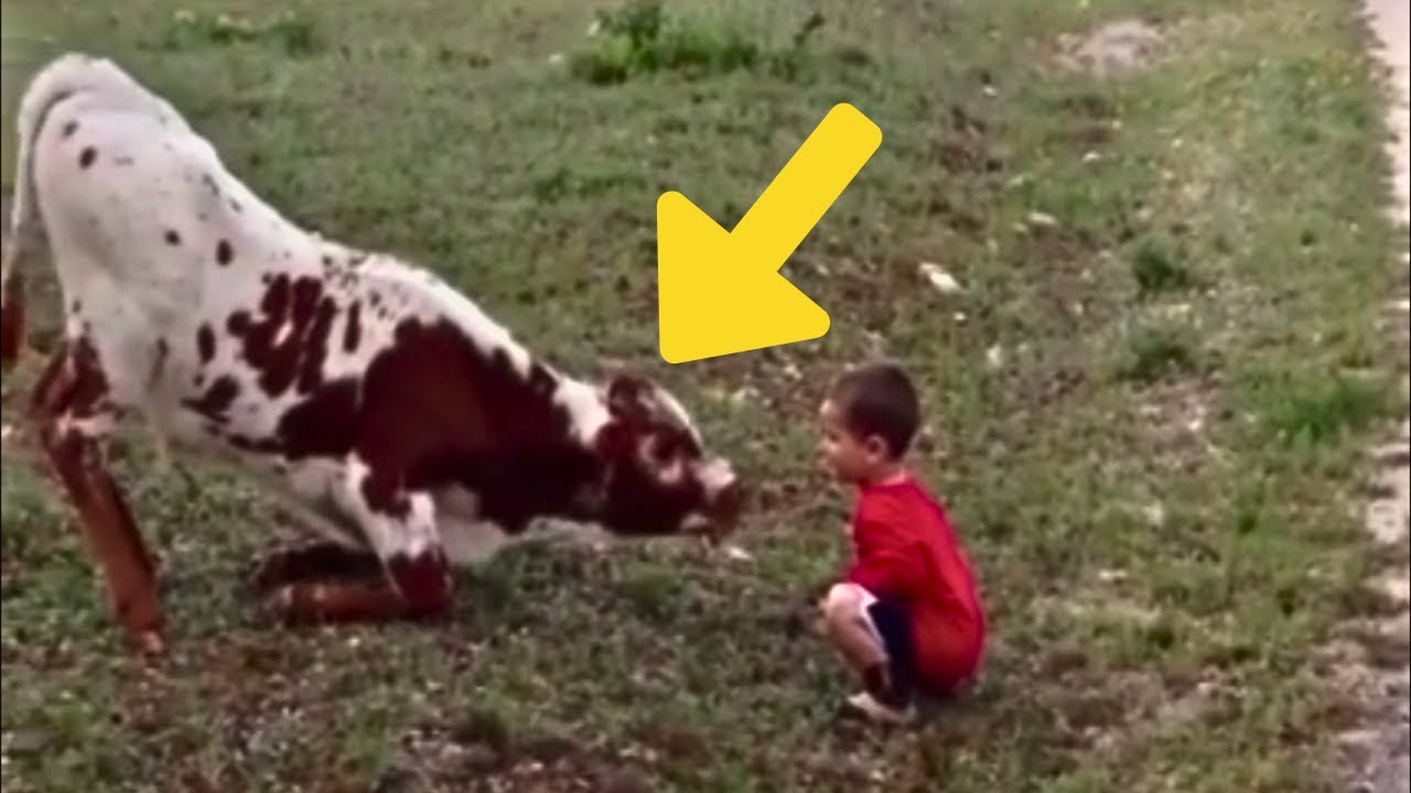 Baby Cow Meets Human Toddler for the First Time - This One Will Melt ...