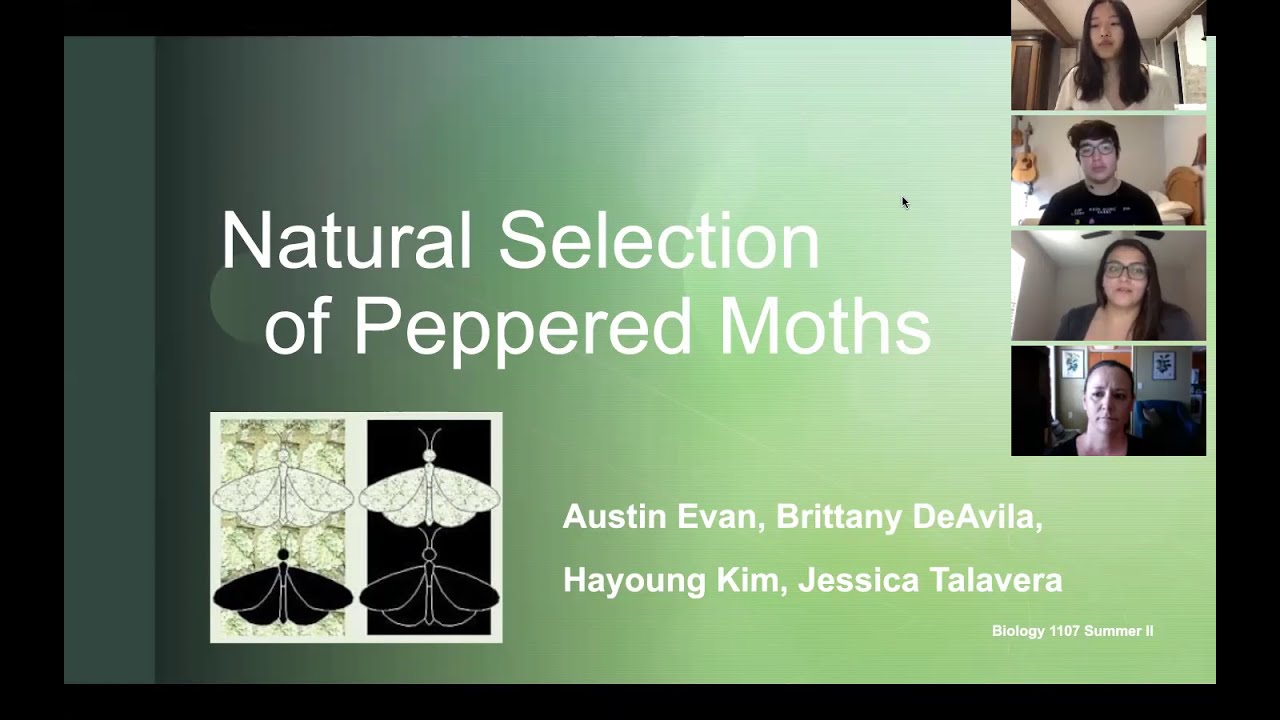 Natural Selection of Peppered Moths - YouTube