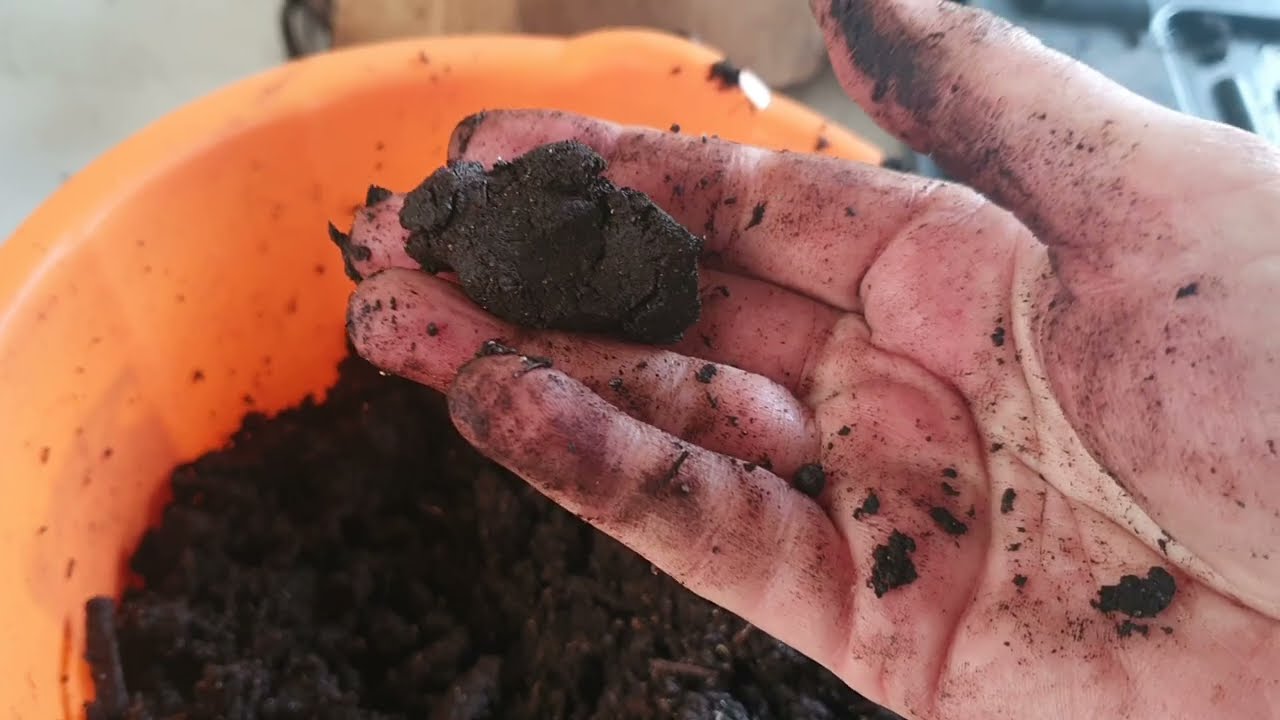 Pure rich worm castings ️ Harvesting the Hungry Bin - YouTube