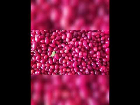 🔴Zogal kompotu(qaynatmadan coxx asan👍