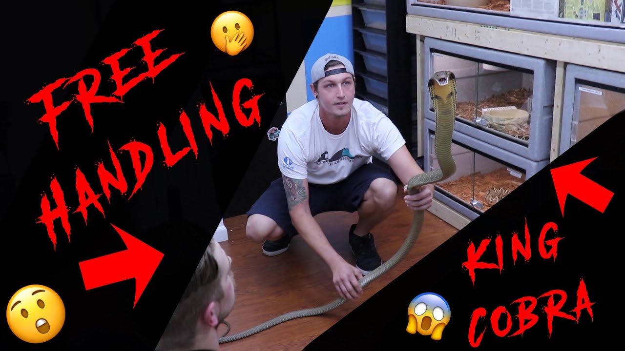 BAREHANDED VENOMOUS | WILL NACE - YouTube