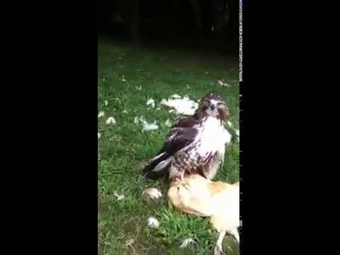 Hawk Kills Chicken - YouTube
