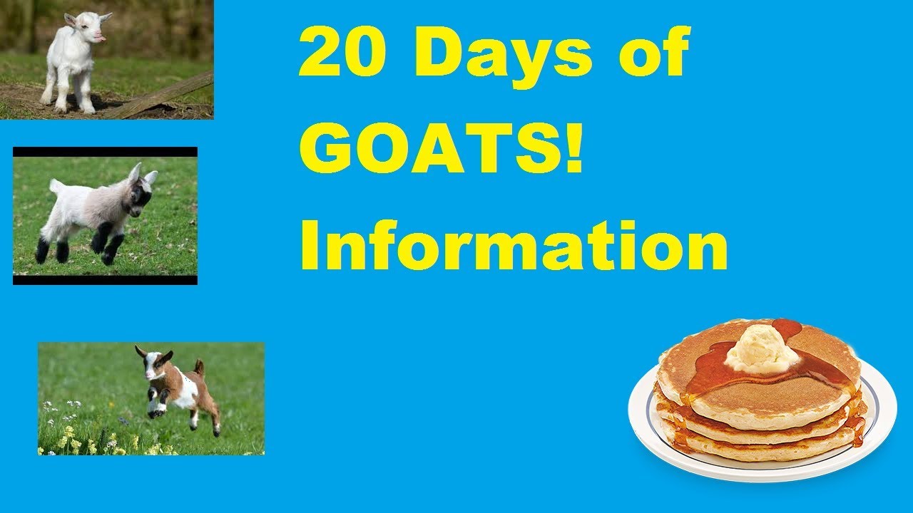 Madden 18 Ultimate Team 20 Days Of Goats Promo information Baby Goats ...