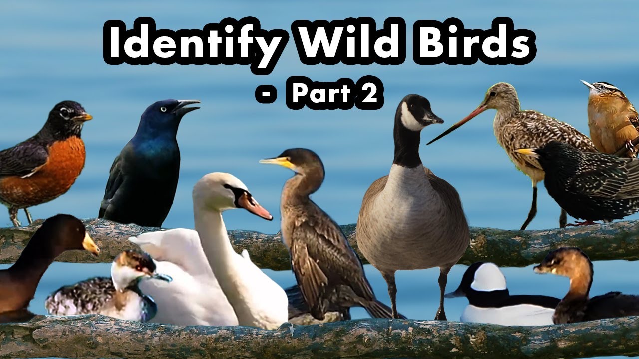 Common Birds And Their Names Found In Canada - Identify Your Backyard ...