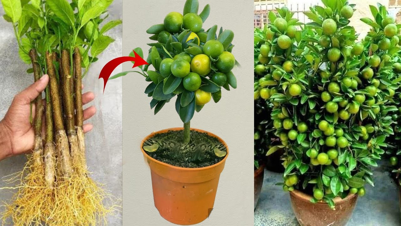 Best video ! Grafting Lemon Trees Using Banana With Aloe Vera For Fast ...