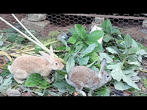 Rabbit eat avocado leaves?? - YouTube
