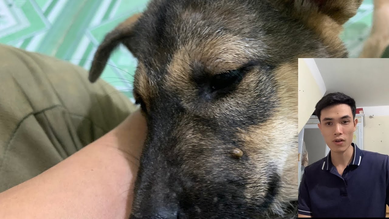 How to Remove Ticks from the Bodies of the Mother Dog and Puppies ...