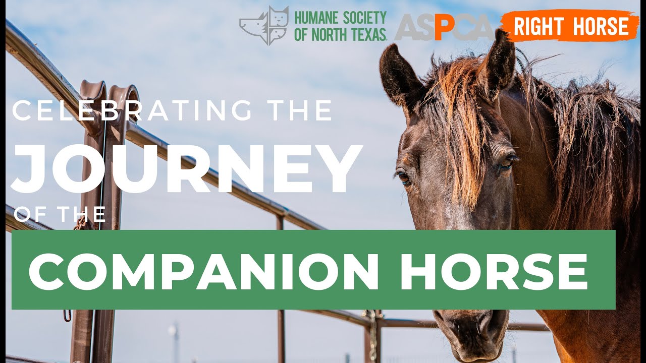 Celebrating the Journey of the Companion Horse | Draco's Adoption - YouTube