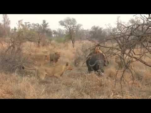 SINGA MEMANGSA KERBAU - YouTube