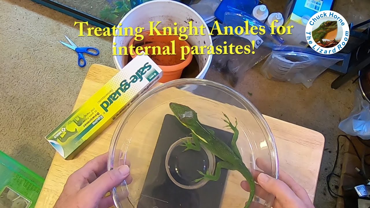 Treating Lizards for Internal Parasites - preventative measures! - YouTube