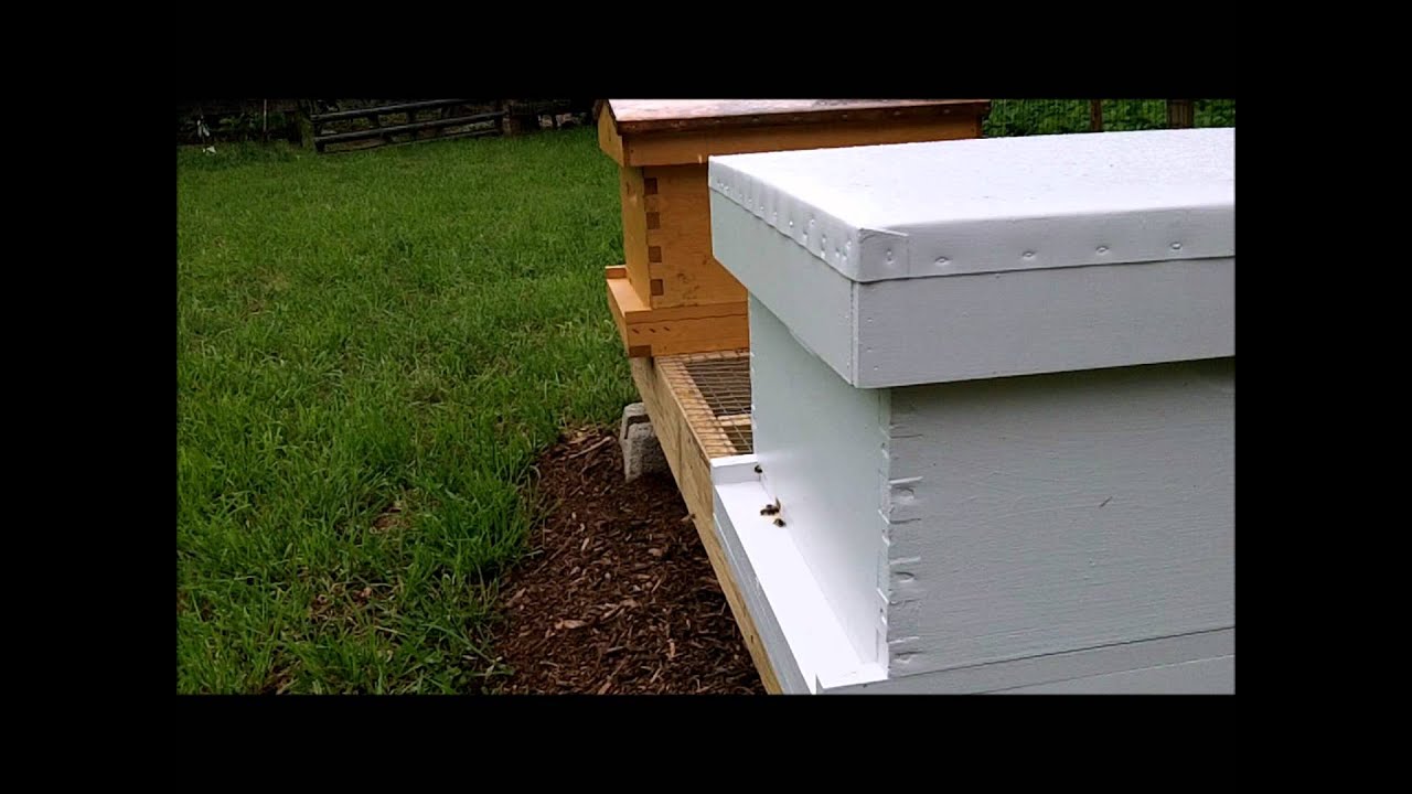 Honey bees in the rain - YouTube