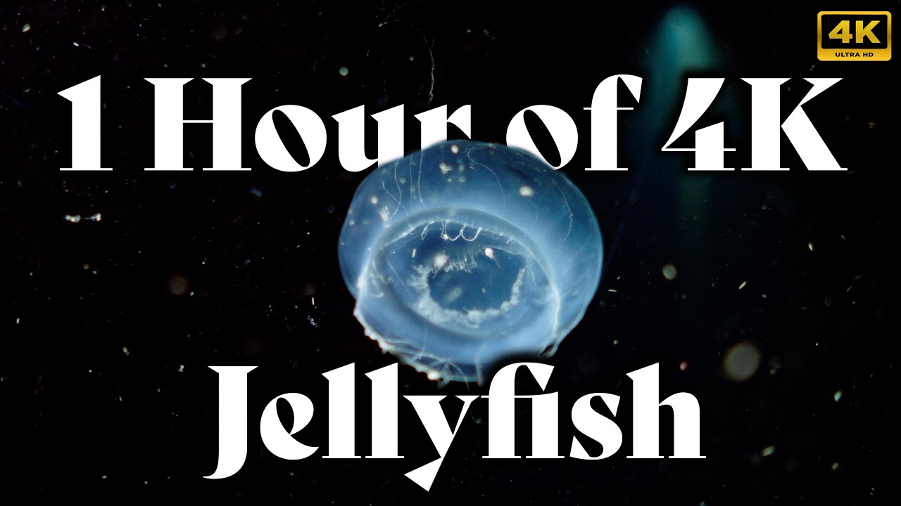 1 Hour of 4K Jellyfish Footage | Relaxing Music & Ocean Ambience for ...
