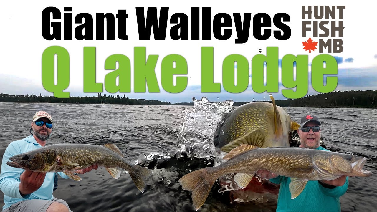 Giant Walleyes At Q Lake Lodge! - YouTube