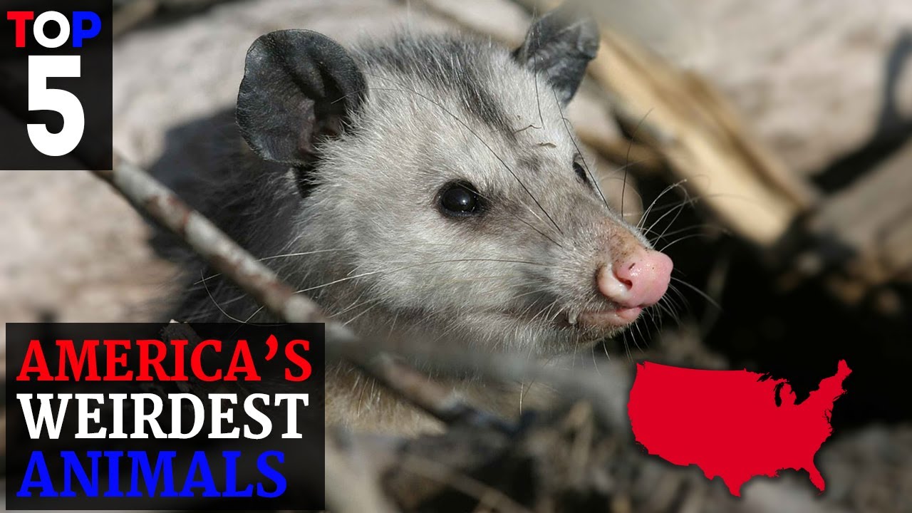 Top 5 | America's Weirdest Animals - YouTube