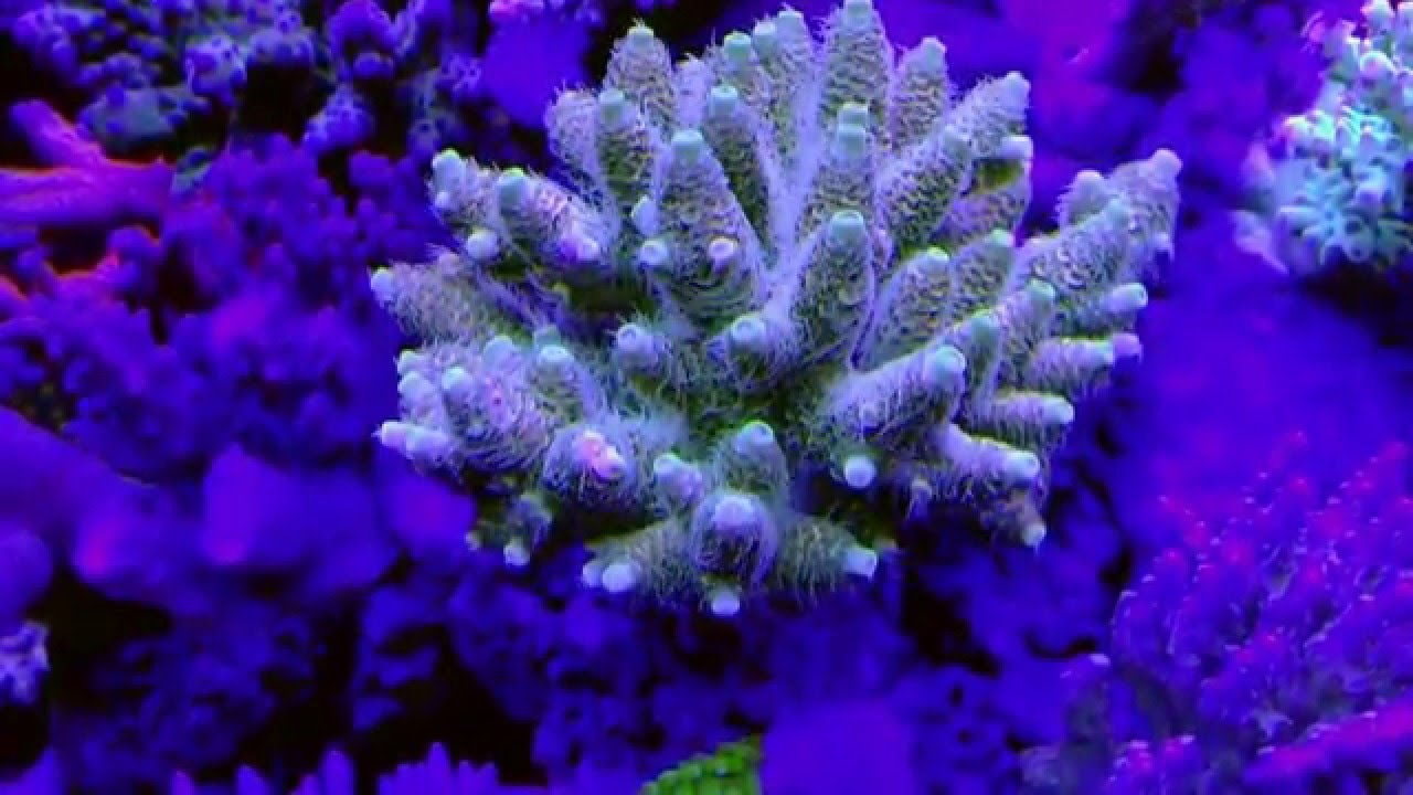 Acropora Millepora - YouTube