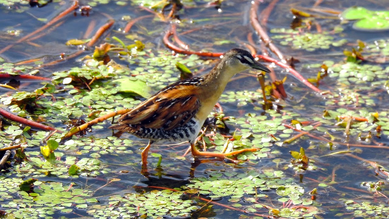Yellow-breasted Crake in Costa Rica, Cano Negro Wildlife Refuge. - YouTube