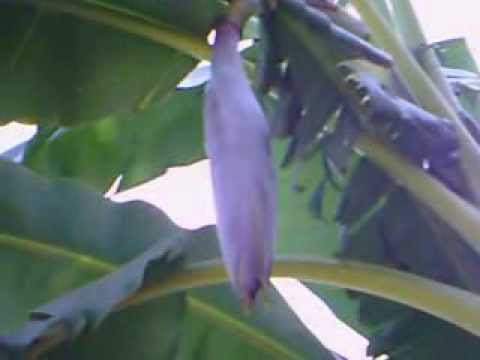 My banana tree has a fruit pod! - YouTube