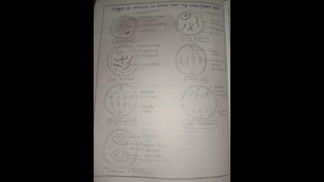 Experiment = study diff stages of mitosis in onion and animal cells.. Class 11 .. #neetstudy ...