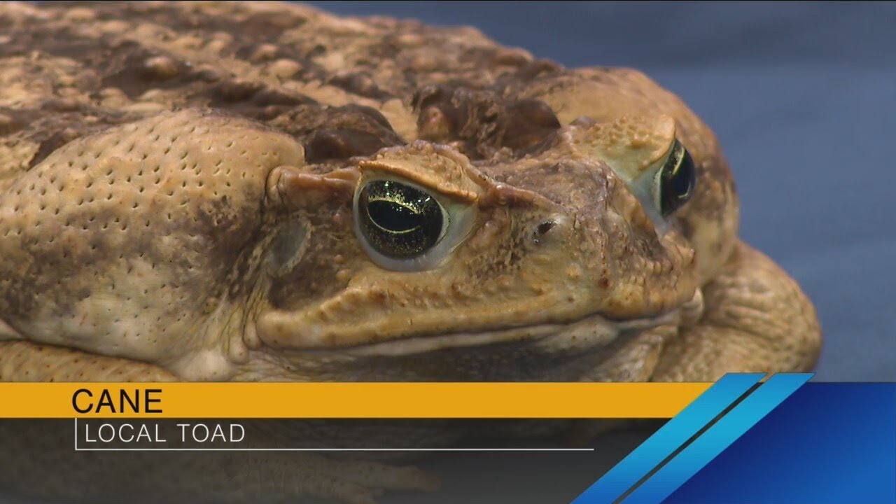 The World's Largest Toads with Silly Safaris ft. Cane & Abel - 10/25/24 ...