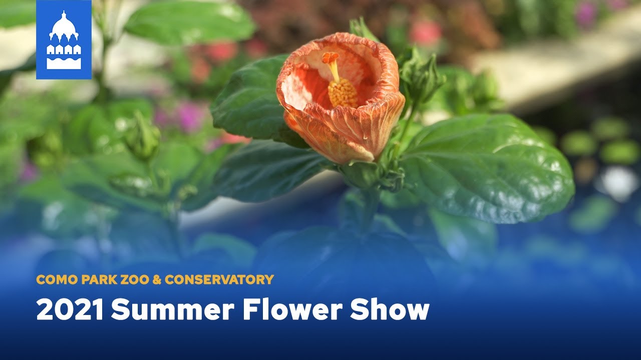 Summer Flower Show at Como Park Zoo & Conservatory - YouTube
