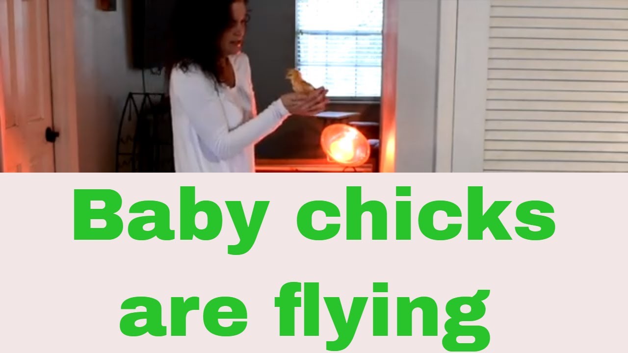 Baby chicks are starting to fly 1 week old - YouTube