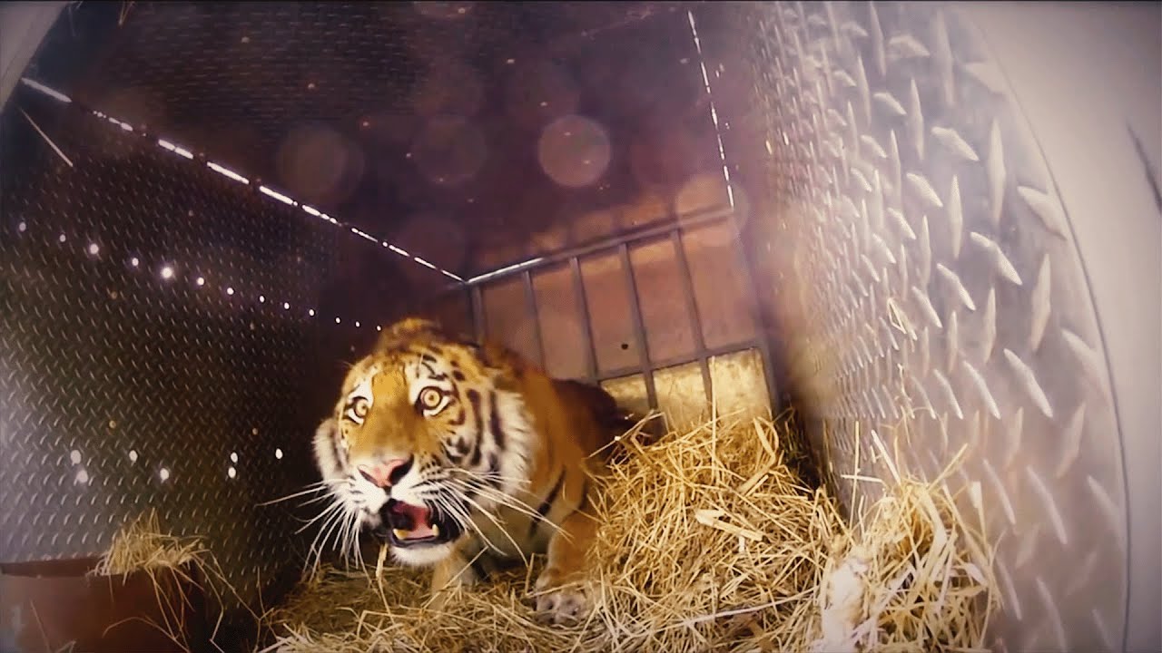 The Moment Of Freedom! A Compilation Of Animals Being Released Back ...