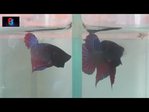 Siamese meet siamese fighter Ep057 - Fish show #siamesefish # ...