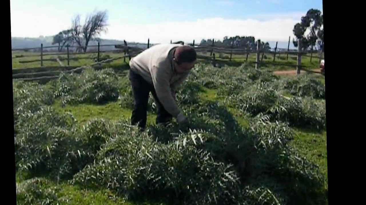 Ensalada de Pencas 2012 - YouTube