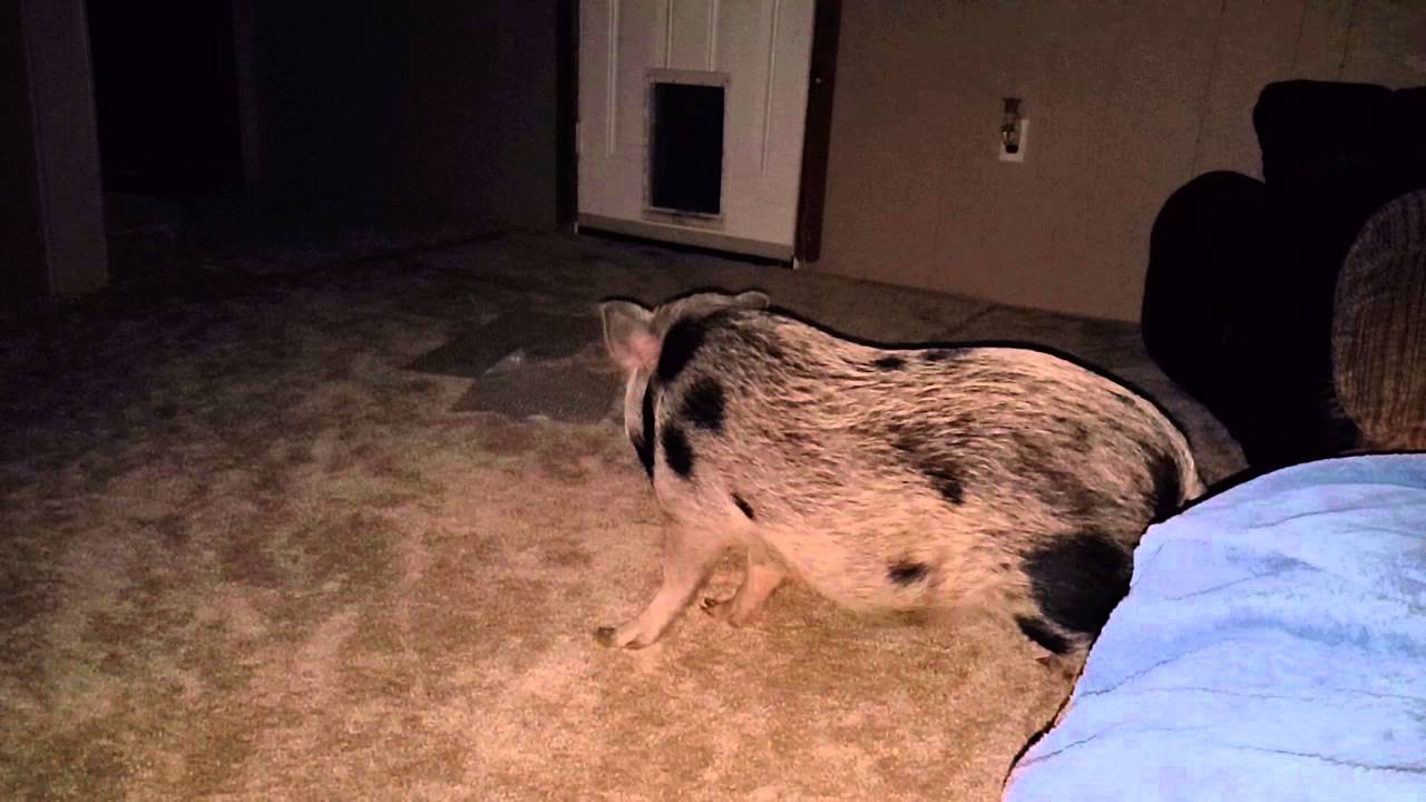 Mini pig gets scared - YouTube