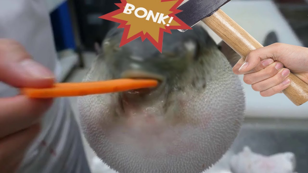 pufferfish bonked - YouTube