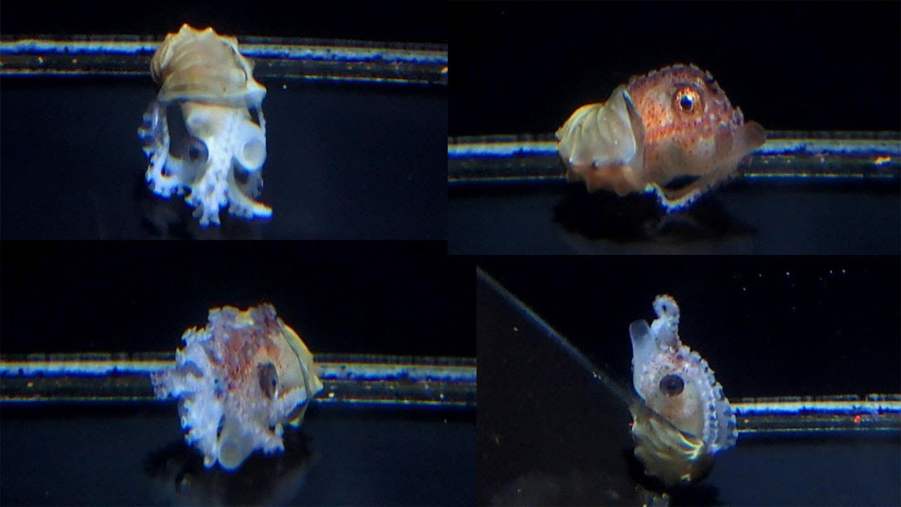 激レア生物「タコブネ」のビックリ変化！！ ①（葛西臨海水族園）Winged Argonaut - YouTube