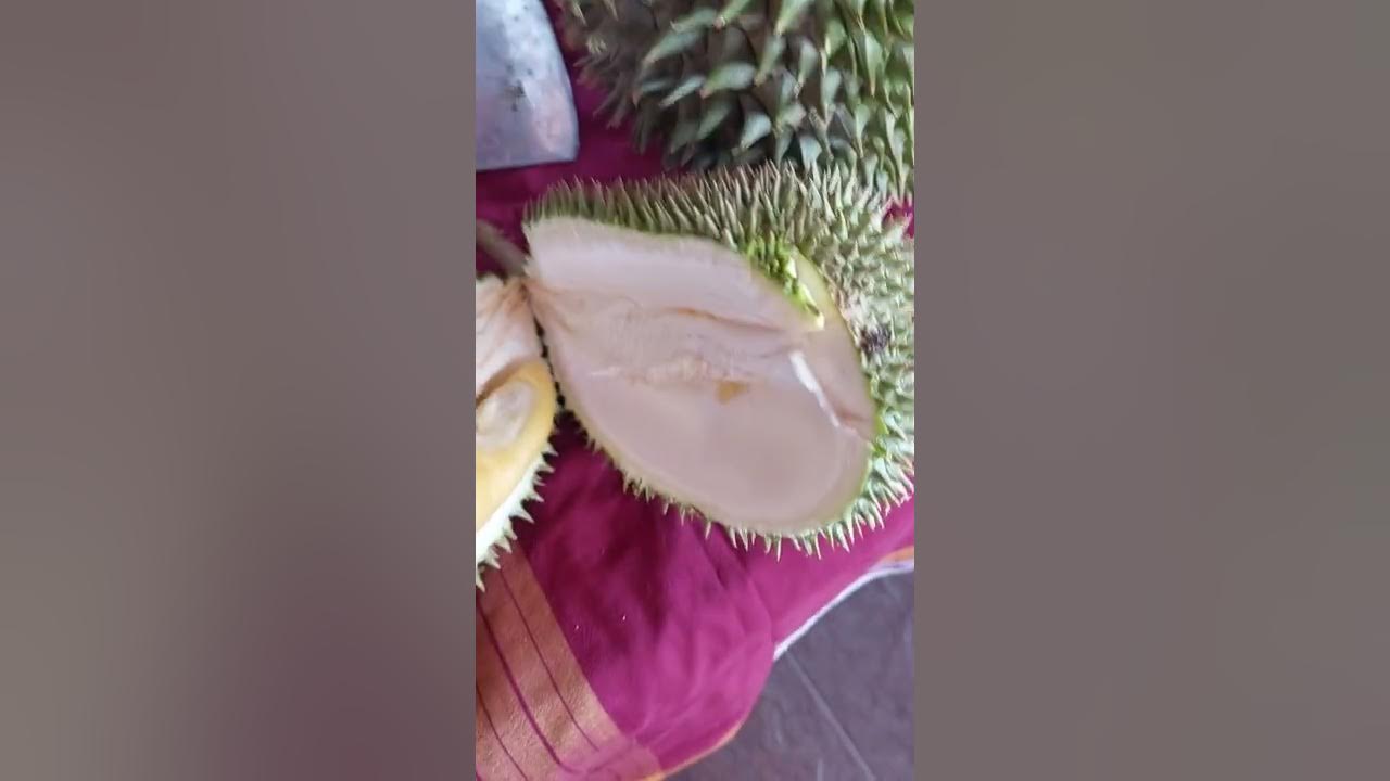 Perbezaan durian duri hitam @ black thorn @ ochee @ D200, IOI, D13 dan Musang King - YouTube